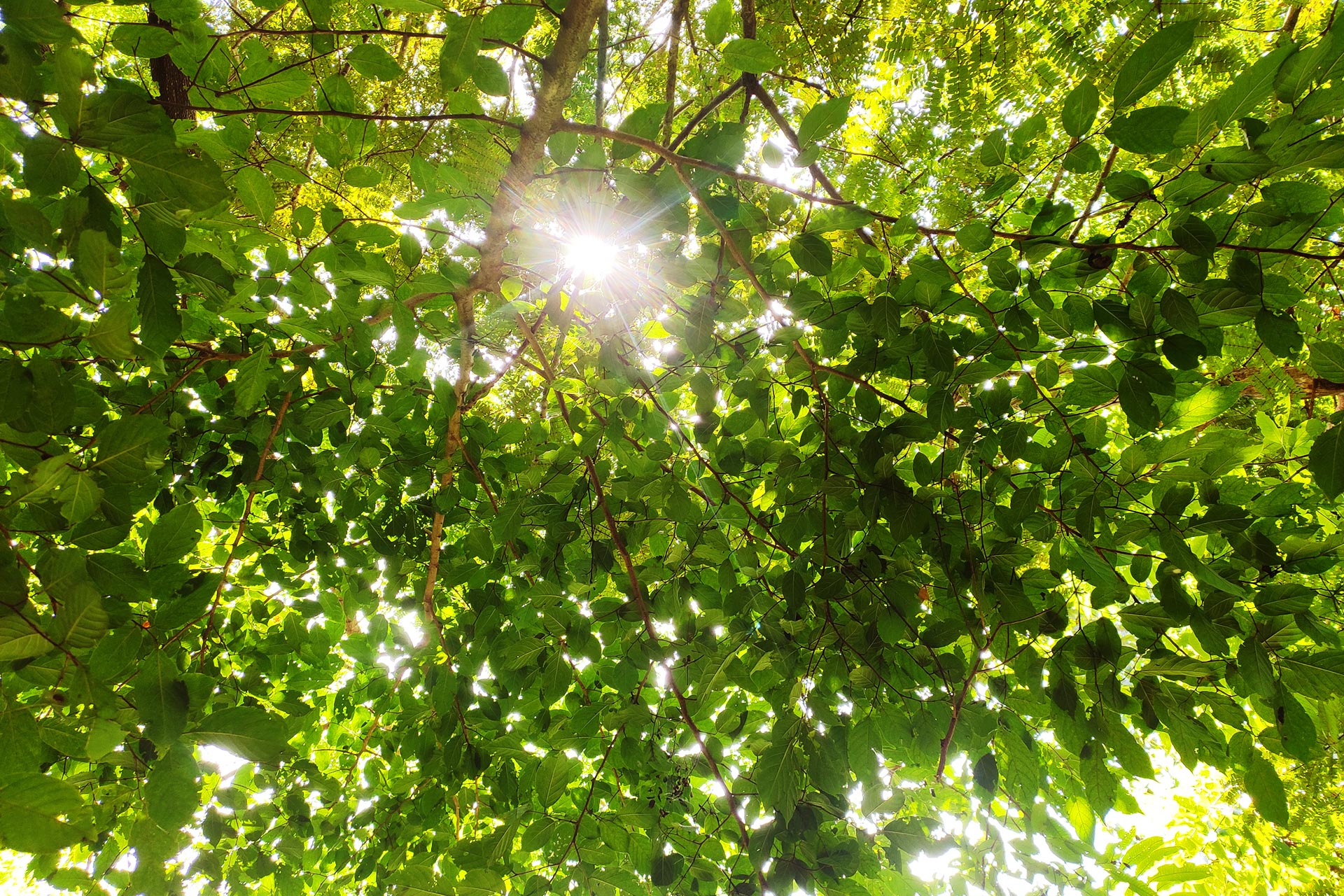 Making Native Forests Using Miyawaki Method | Best Miyawaki Consultants ...